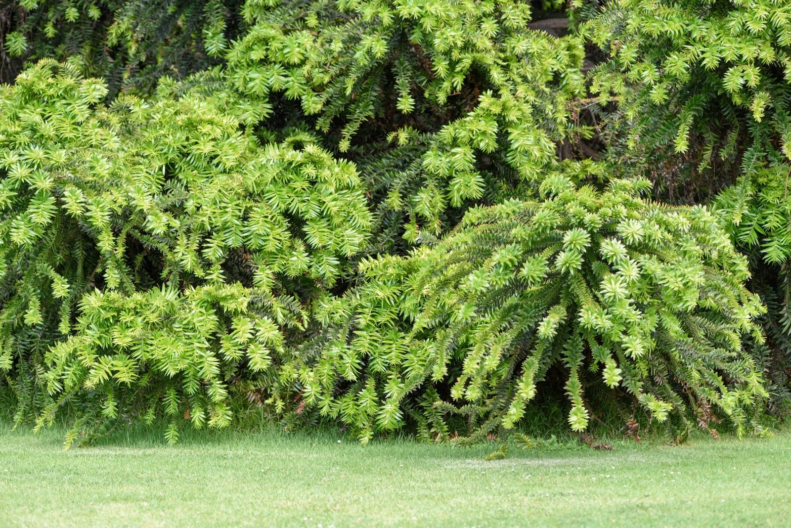 10 Hide Septic Tank Cover Ideas - Dave Burroughs